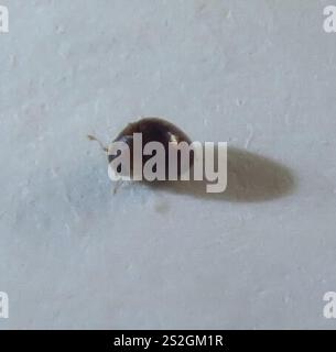 Minute Beetles (Clambidae Stock Photo - Alamy
