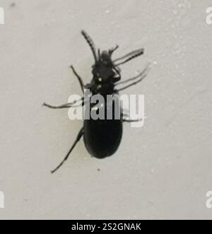 Narrow-waisted Bark Beetles (Salpingidae Stock Photo - Alamy