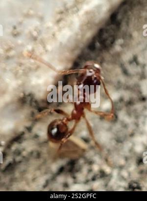 Pallid Big-headed Ant (Pheidole pallidula Stock Photo - Alamy