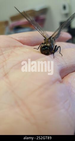 Williamson's Emerald (Somatochlora williamsoni Stock Photo - Alamy