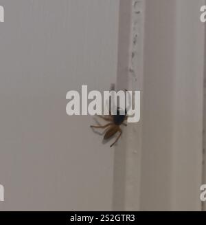 Black-headed Jumping Spider (Trite planiceps Stock Photo - Alamy