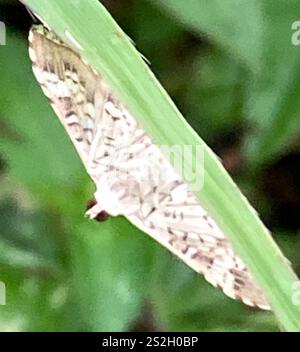 Stained-glass Moth (Samea castellalis Stock Photo - Alamy