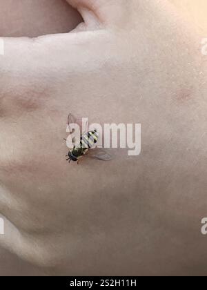 Long-tailed Aphideater Complex (Eupeodes americanus Stock Photo - Alamy