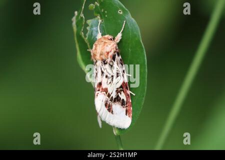 Lily Caterpillar Moth (Spodoptera picta Stock Photo - Alamy