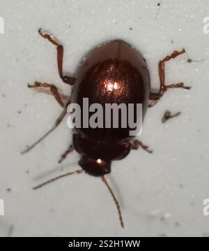 brown leaf beetle (Chrysolina staphylaea), Insecta, Карпинск ...