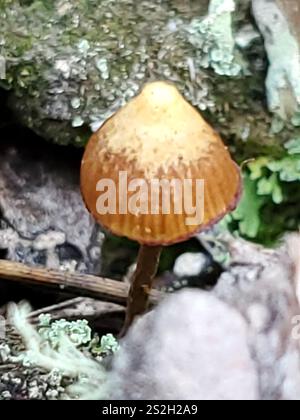 Moss Bells (Galerina Stock Photo - Alamy