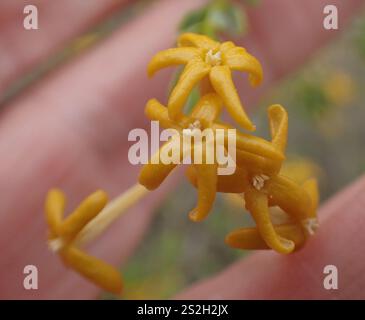 Saffron Curryflower (Lasiosiphon deserticola Stock Photo - Alamy