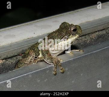 Nova Friburgo Tree Frog (Dendropsophus microps Stock Photo - Alamy