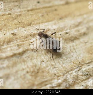 Giant Conifer Aphids (Cinara Stock Photo - Alamy