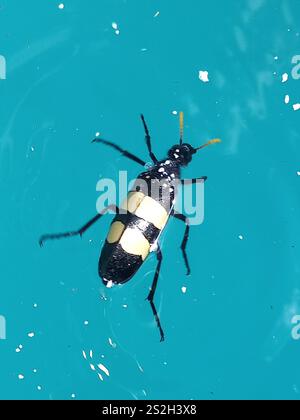 CMR Blisterbeetle (Hycleus oculatus Stock Photo - Alamy