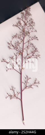 fetid goosefoot (Dysphania incisa Stock Photo - Alamy