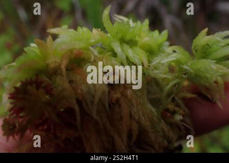 Papillose Peatmoss (Sphagnum papillosum Stock Photo - Alamy