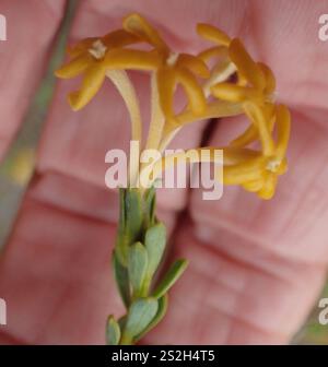 Saffron Curryflower (Lasiosiphon deserticola Stock Photo - Alamy