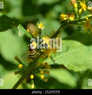 Long-tailed Aphideater Complex (Eupeodes americanus Stock Photo - Alamy