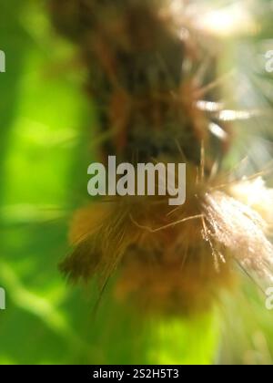 Powdered Dagger (Acronicta impleta Stock Photo - Alamy