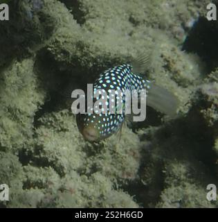 Hawaiian Spotted Toby (Canthigaster jactator Stock Photo - Alamy