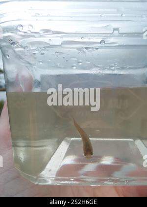 Typical Killifishes (Fundulus Stock Photo - Alamy