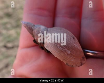 Pond and Melantho Snails (Lymnaeidae Stock Photo - Alamy