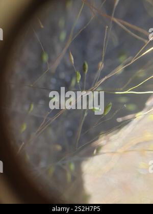 Philadelphia panic grass (Panicum philadelphicum), Plantae, Rainy River ...