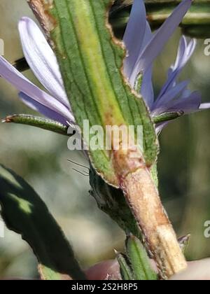 western aster (Symphyotrichum ascendens Stock Photo - Alamy