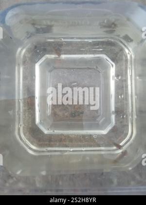 Typical Killifishes (Fundulus Stock Photo - Alamy