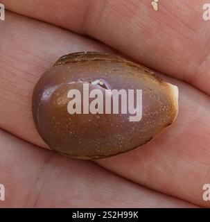 Hawaiian Snakehead Cowrie (Monetaria caputophidii Stock Photo - Alamy