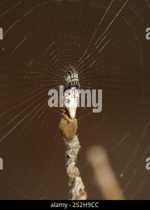 Common Garbage-Line Web Spider (Cyclosa insulana Stock Photo - Alamy