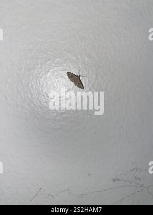 Montana Six-plume Moth (Alucita montana Stock Photo - Alamy