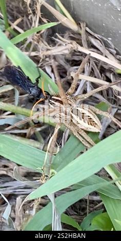 A Rabid Wolf Spider (Rabidosa rabida) with her egg sac attached under ...
