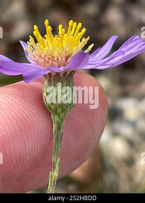late purple aster (Symphyotrichum patens Stock Photo - Alamy