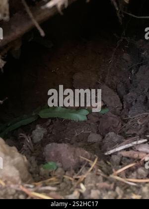 Mountain Beaver (Aplodontia rufa Stock Photo - Alamy