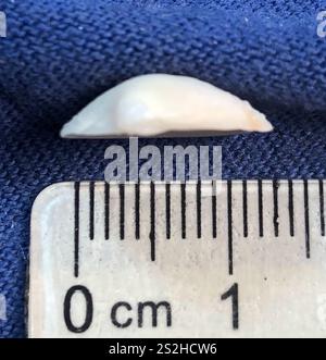 Lady-in-waiting Venus (Chionopsis intapurpurea), Mollusca, Sewall's ...