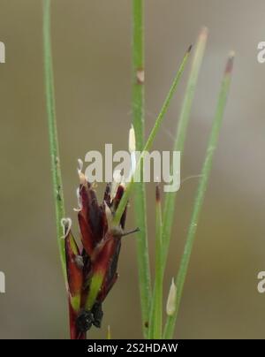 common bog-rush (Schoenus apogon Stock Photo - Alamy