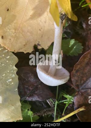 White Fibrecap (Inocybe geophylla Stock Photo - Alamy