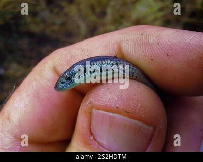 Breyer's Long-tailed Seps (Tetradactylus breyeri Stock Photo - Alamy