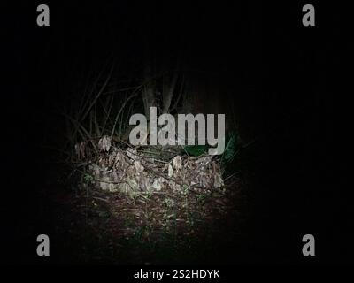 White-tailed Giant Rat (Uromys caudimaculatus Stock Photo - Alamy