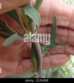 Sand Babooncabbage (Othonna coronopifolia Stock Photo - Alamy