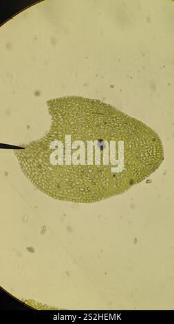 Dwarf Flapwort (Jungermannia pumila Stock Photo - Alamy
