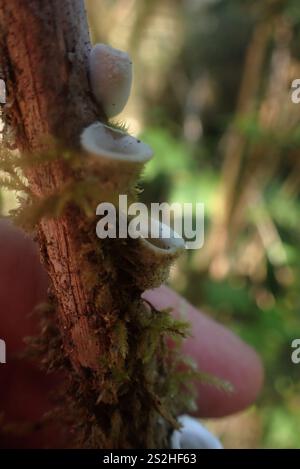 woolly bird's nest fungus (Nidula niveotomentosa) Fungi Stock Photo - Alamy
