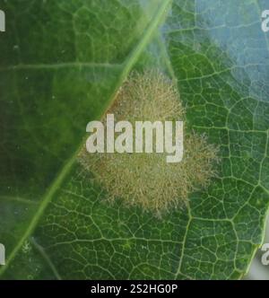 Mahoe Leafspot (Cephaleuros lagerheimii Stock Photo - Alamy