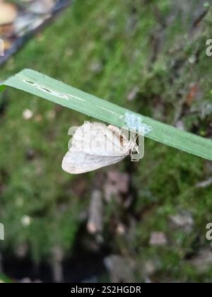 Northern Winter Moth (Operophtera fagata Stock Photo - Alamy