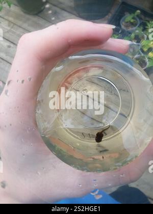 Tree Frogs and Allies (Hylidae Stock Photo - Alamy