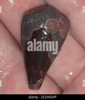 Rat Cone (Conus rattus Stock Photo - Alamy