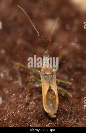 Leafhopper Assassin Bug (Zelus renardii Stock Photo - Alamy
