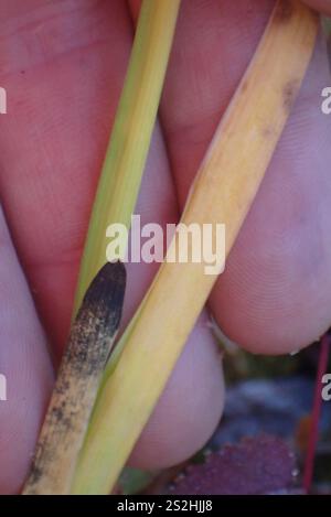 western false asphodel (Triantha occidentalis Stock Photo - Alamy