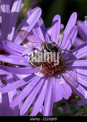 Compact Cellophane-Cuckoo (Epeolus compactus Stock Photo - Alamy