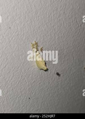 Jewel Caterpillar Moths (Dalceridae Stock Photo - Alamy