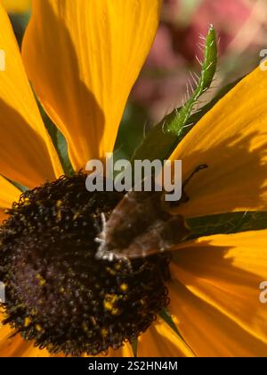 fig-tree skeletonizer moth (Choreutis nemorana Stock Photo - Alamy