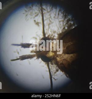 Montana Six-plume Moth (Alucita montana) Insecta Stock Photo - Alamy