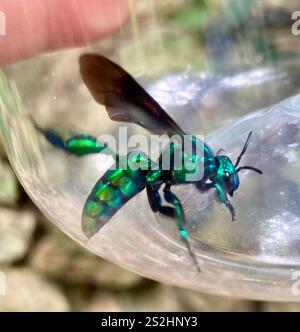 Emerald Cuckoo-Orchid bee (Exaerete smaragdina Stock Photo - Alamy